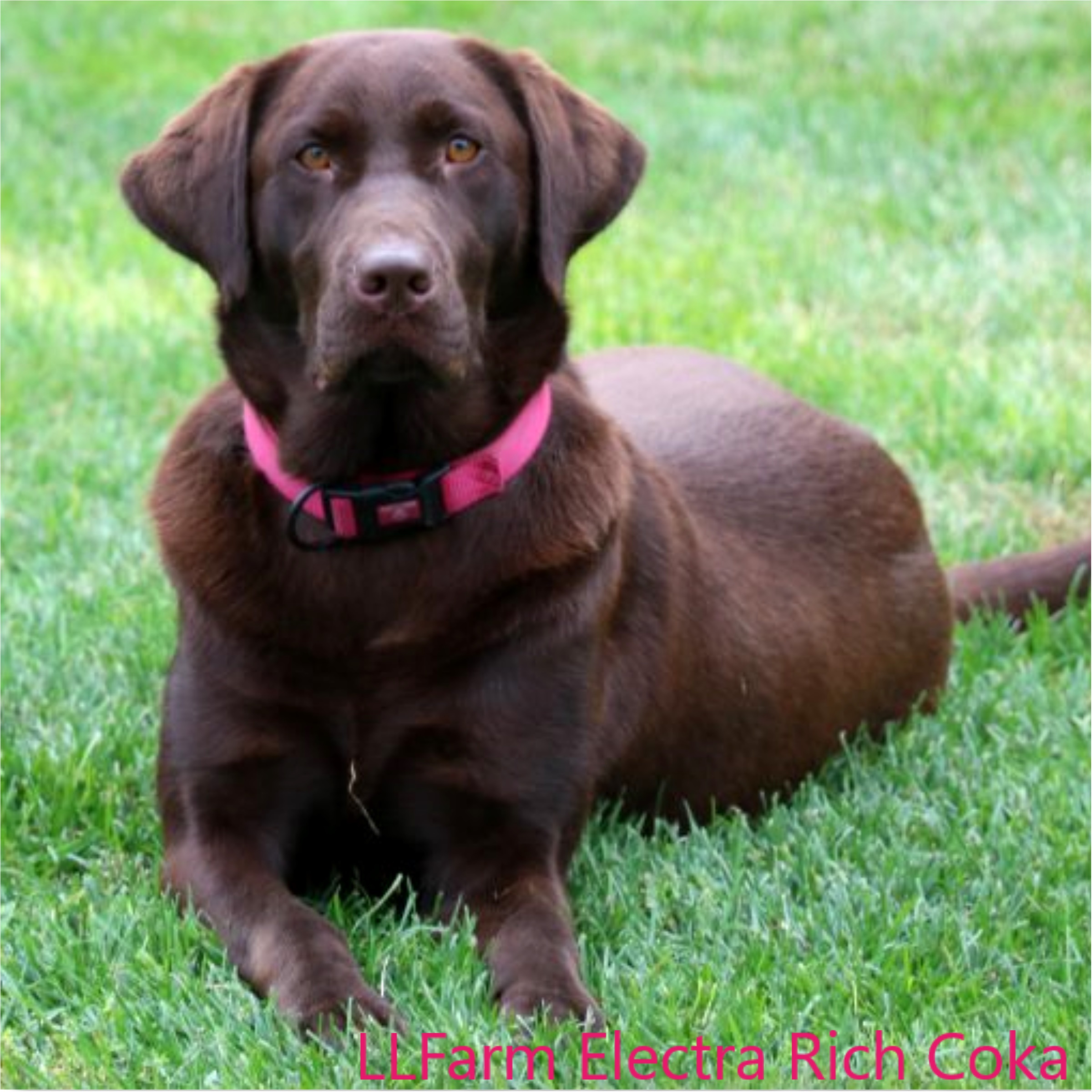 COKA (retired) – Archway Labradors (Retriever)